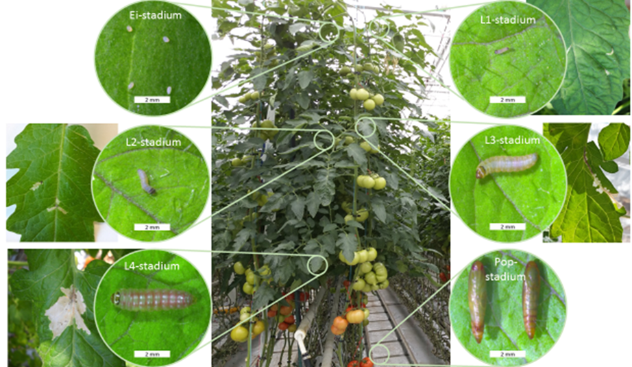 Duurzame beheersing van Tuta absoluta | ccbt